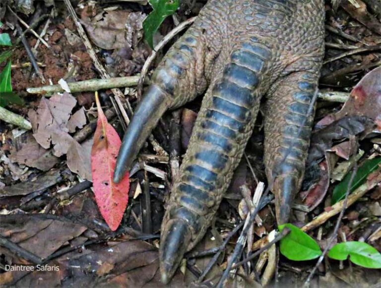 Southern Cassowary - Daintree Safaris