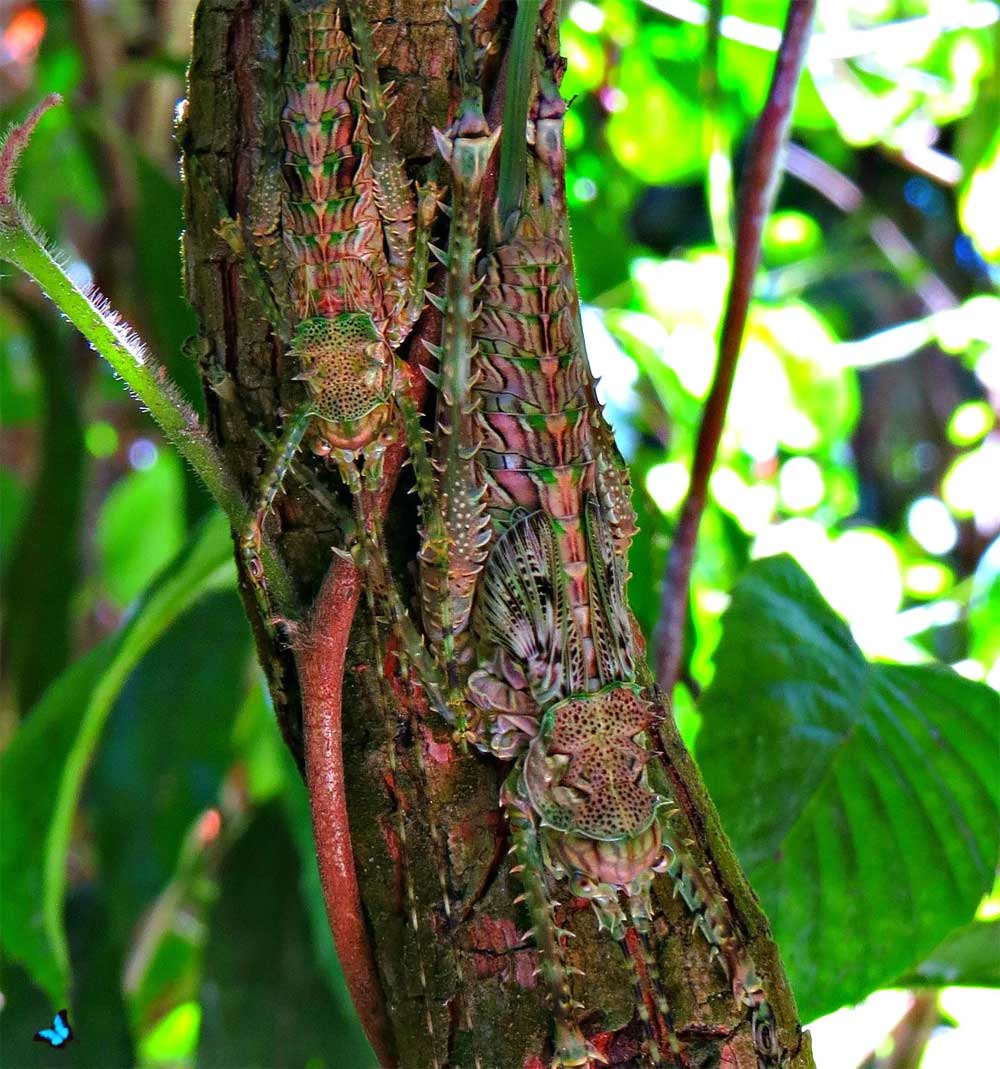 The amazing Prickly Katydid (Phricta spinosa) - Daintree Safaris